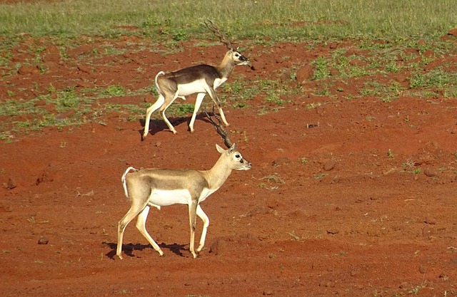 Blackbuck Antelope Wild - Free photo on Pixabay - Pixabay