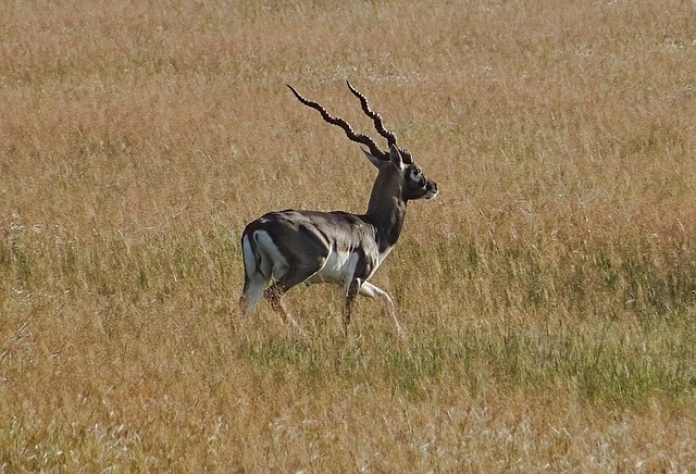 Blackbuck Antelope Wild - Free photo on Pixabay - Pixabay