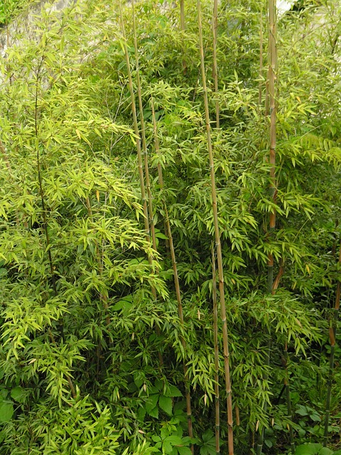 Evergreen Bamboo Tall - Free photo on Pixabay