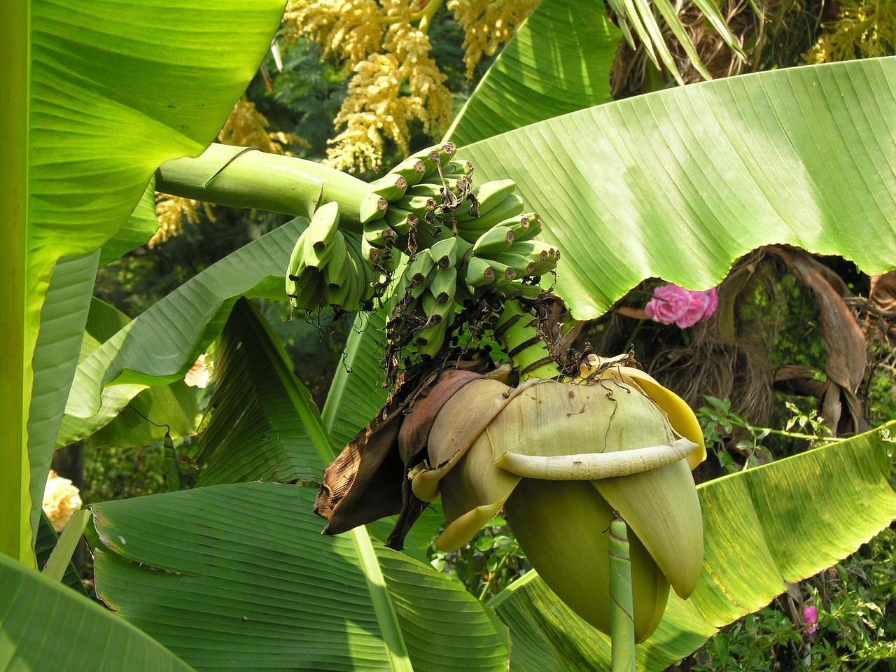 Pohon Pisang Mekar - Foto gratis di Pixabay - Pixabay