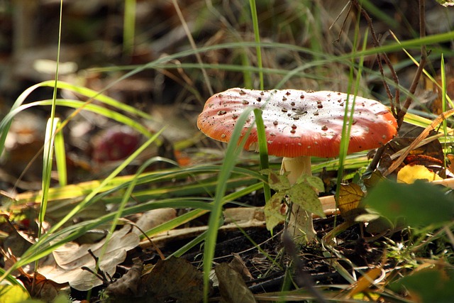 Champignon Forêt La Nature - Photo gratuite sur Pixabay - Pixabay