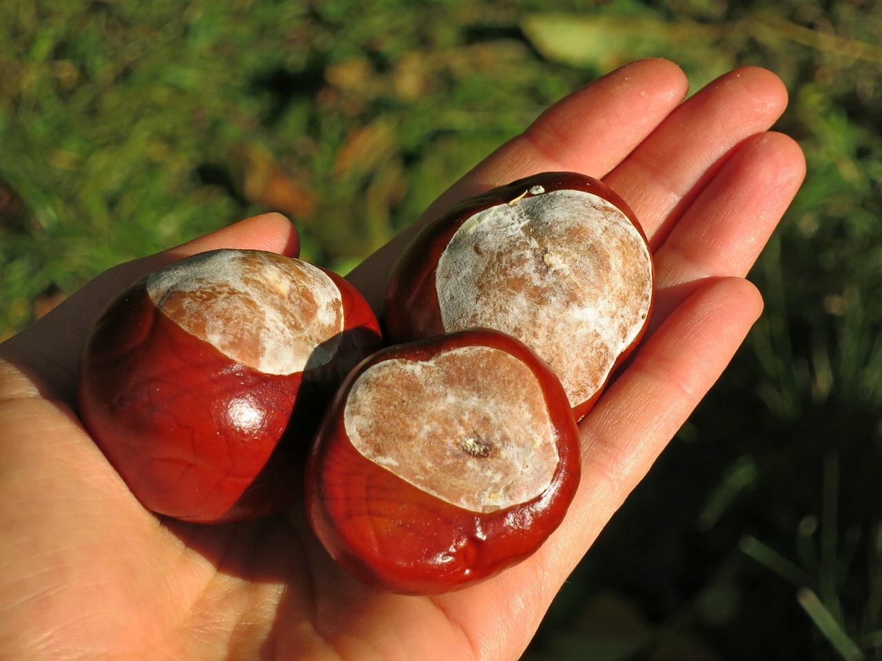 200+ Free Horse Chestnut Tree & Nature Images - Pixabay