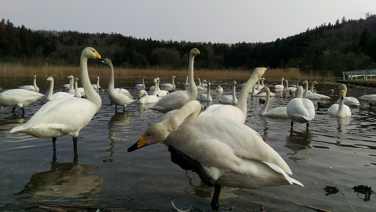 Cisne Ave Silvestre Animales - Foto gratis en Pixabay - Pixabay