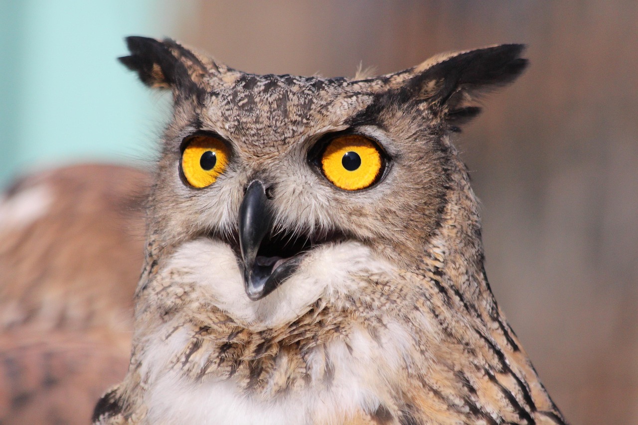 Bubo Owl Sitting - Free photo on Pixabay - Pixabay