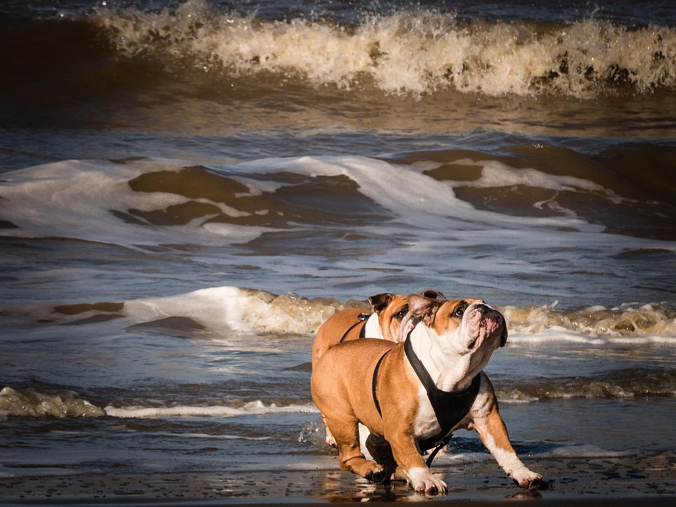 Dogs On The Beach Playing Dog - Free photo on Pixabay - Pixabay