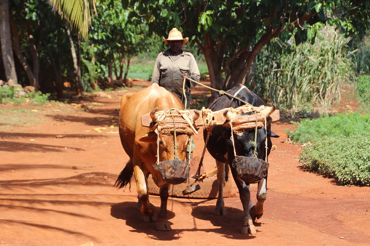 70+ Free Oxen & Nature Images - Pixabay