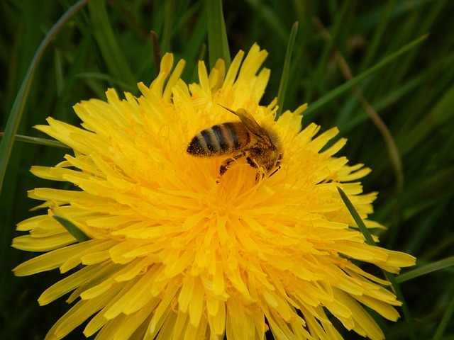 Abeja Primavera Amarillo - Foto gratis en Pixabay