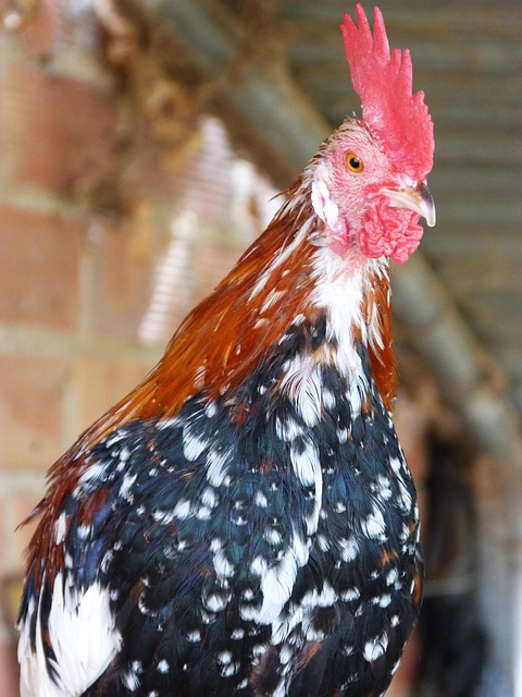 Gallo Rooster Quico Quiquina - Free photo on Pixabay - Pixabay