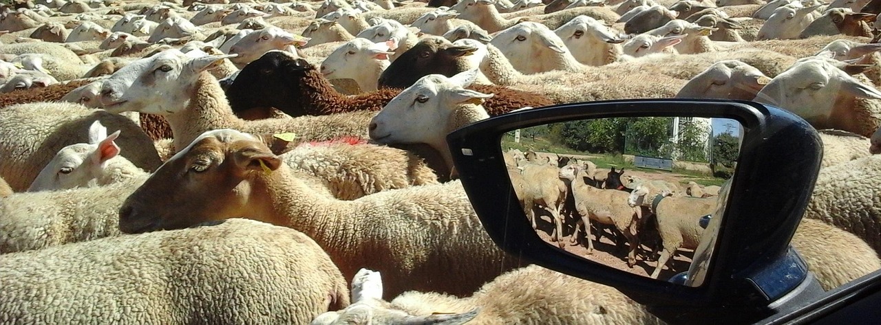 Ovejas Marabunta Coche - Foto gratis en Pixabay - Pixabay