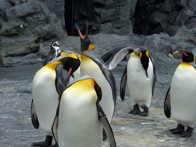 Zoológico De Asahiyama Hokkaido - Foto gratis en Pixabay - Pixabay