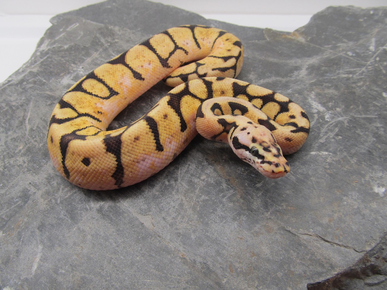 Reptil Ular Boa Pembatas - Foto gratis di Pixabay - Pixabay