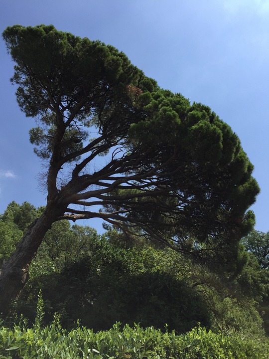 Tree Tropics Cedar - Free photo on Pixabay - Pixabay