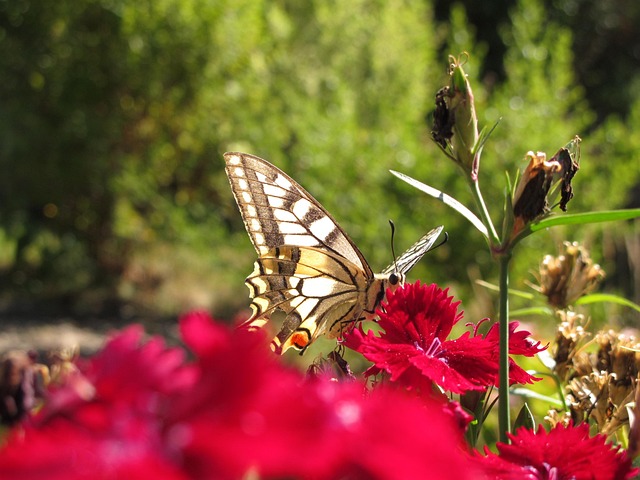 Más de 100 imágenes gratis de Flamas y Naturaleza - Pixabay