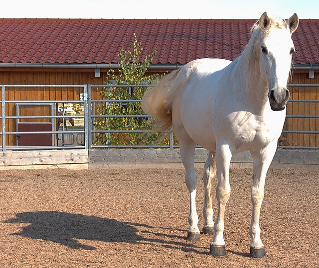 Pferd Pferdekopf Reiter - Kostenloses Foto auf Pixabay - Pixabay