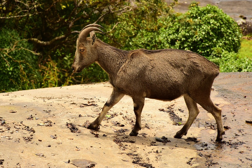 Tahr Cabra De Montaña India - Foto gratis en Pixabay - Pixabay