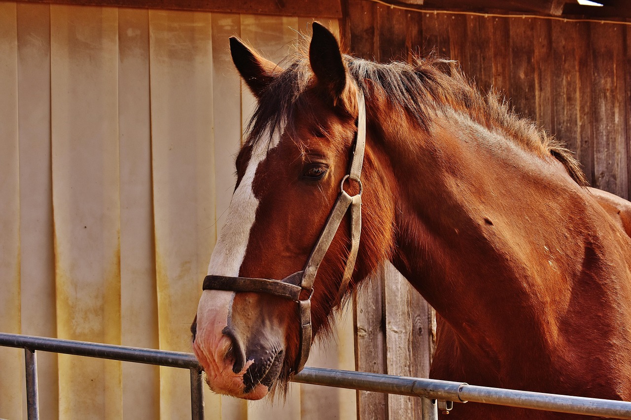 Shire Horse Big - Free photo on Pixabay - Pixabay