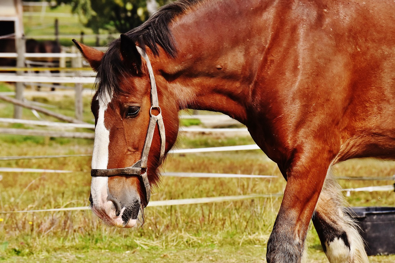 90+ Free Shire Horse & Horse Images - Pixabay