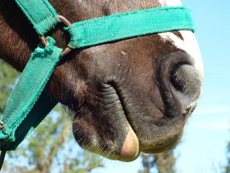 60+ Free Horse Snout & Horse Photos - Pixabay