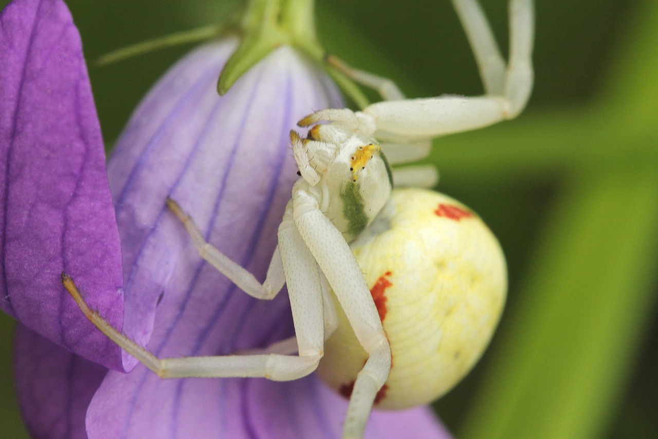 Flower-Dwelling Carob Spiders - Free photo on Pixabay - Pixabay