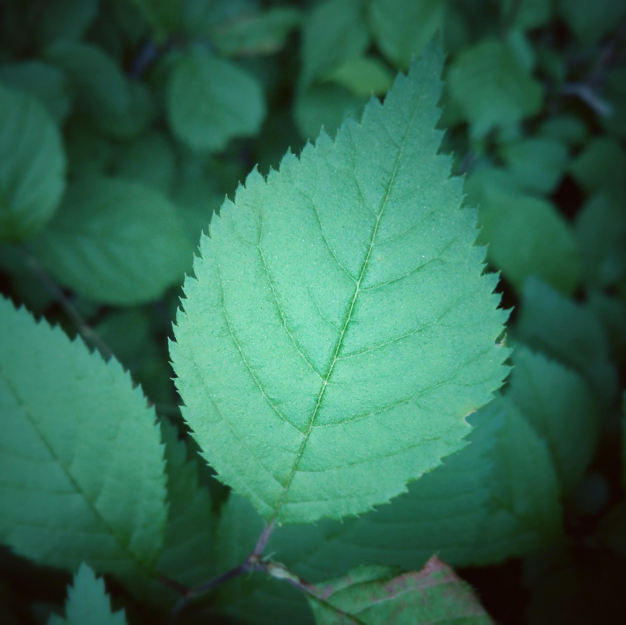 Las Hojas Verde - Foto gratis en Pixabay - Pixabay