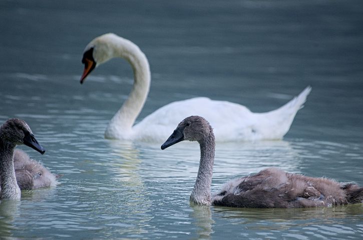 100+ Free Swan Baby & Swan Photos - Pixabay