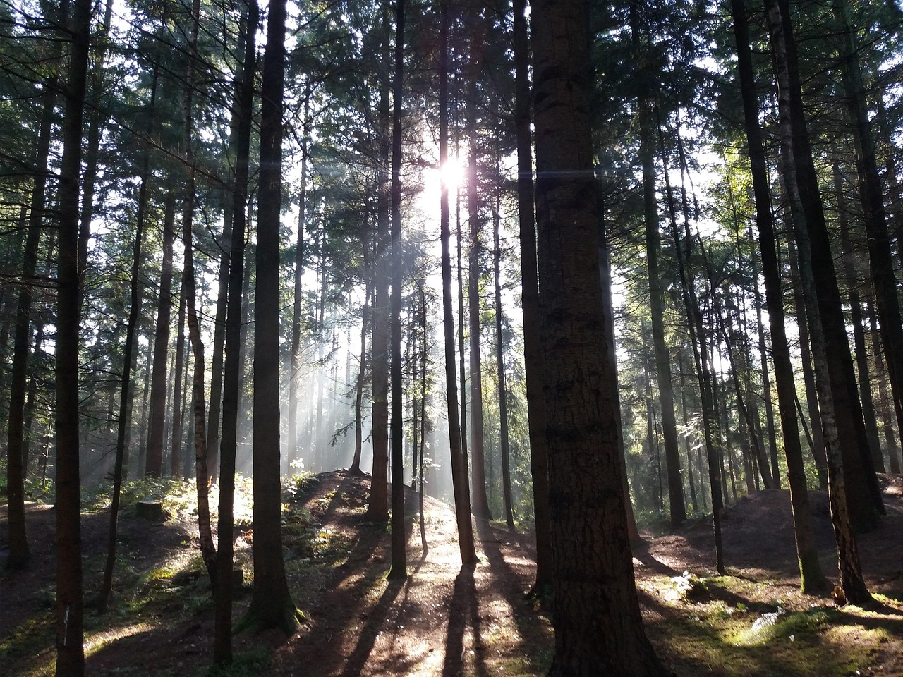100+ Free Wald & Nature Images - Pixabay