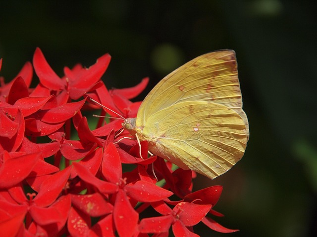 Butterfly Yellow Red - Free photo on Pixabay - Pixabay