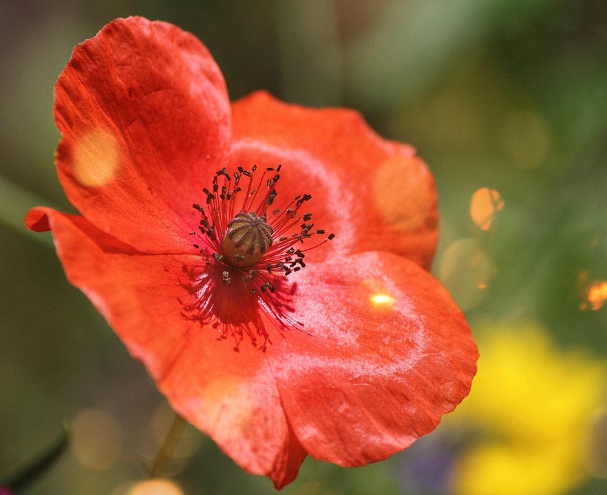 Poppy Macro Red - Free photo on Pixabay - Pixabay