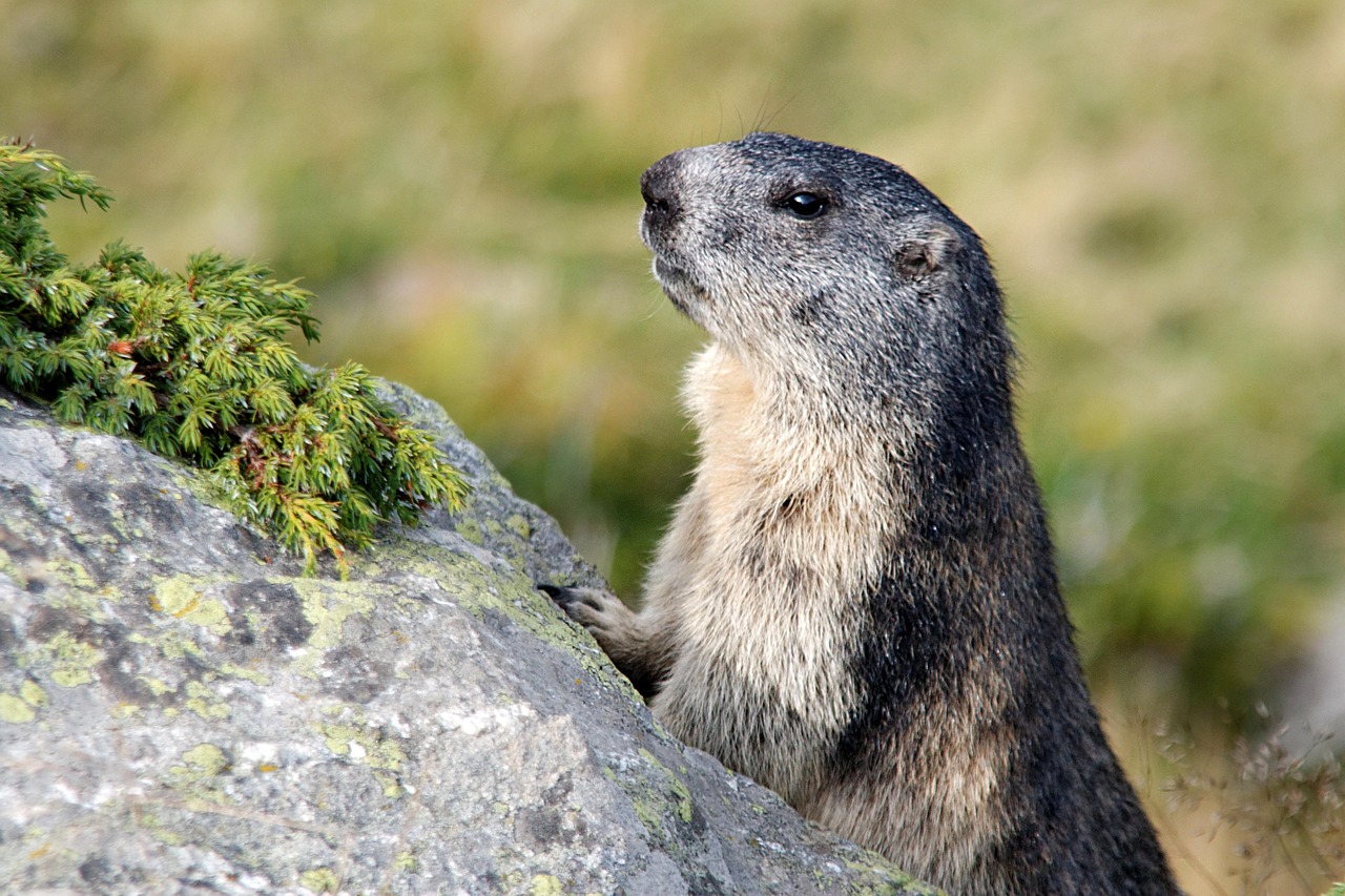 500 + Marmotte e Marmotta immagini gratis - Pixabay