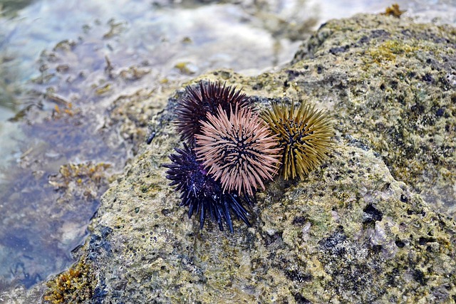 Sea Urchins Ocean - Free photo on Pixabay