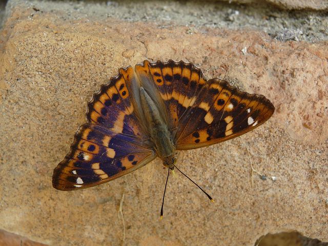 10+ Free Emperor Butterfly & Butterfly Images - Pixabay