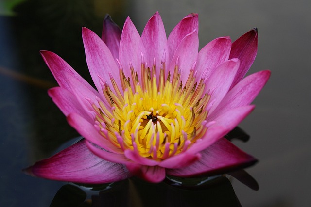 Close-Up Flower Lotus - Free photo on Pixabay - Pixabay