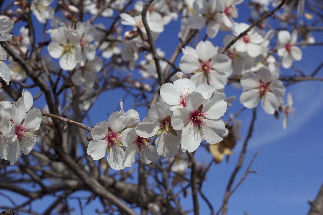 500.000 + Mandorlo In Fiore e Mandorlo immagini gratis - Pixabay
