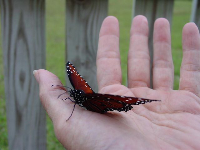 20+ Free Butterfly Emerging & Butterfly Images - Pixabay