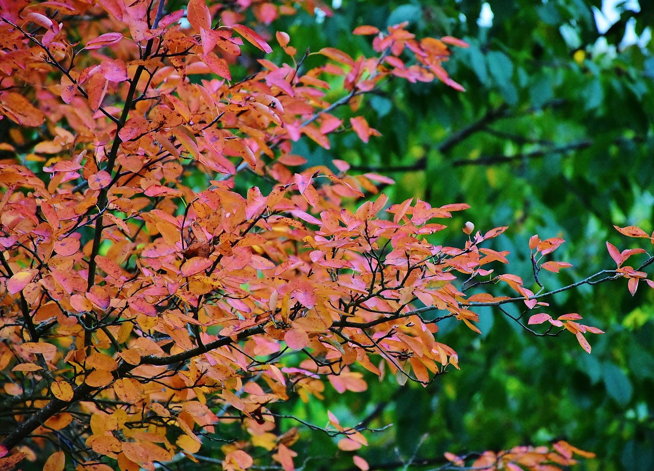 Fall Tree Leaves - Free photo on Pixabay - Pixabay