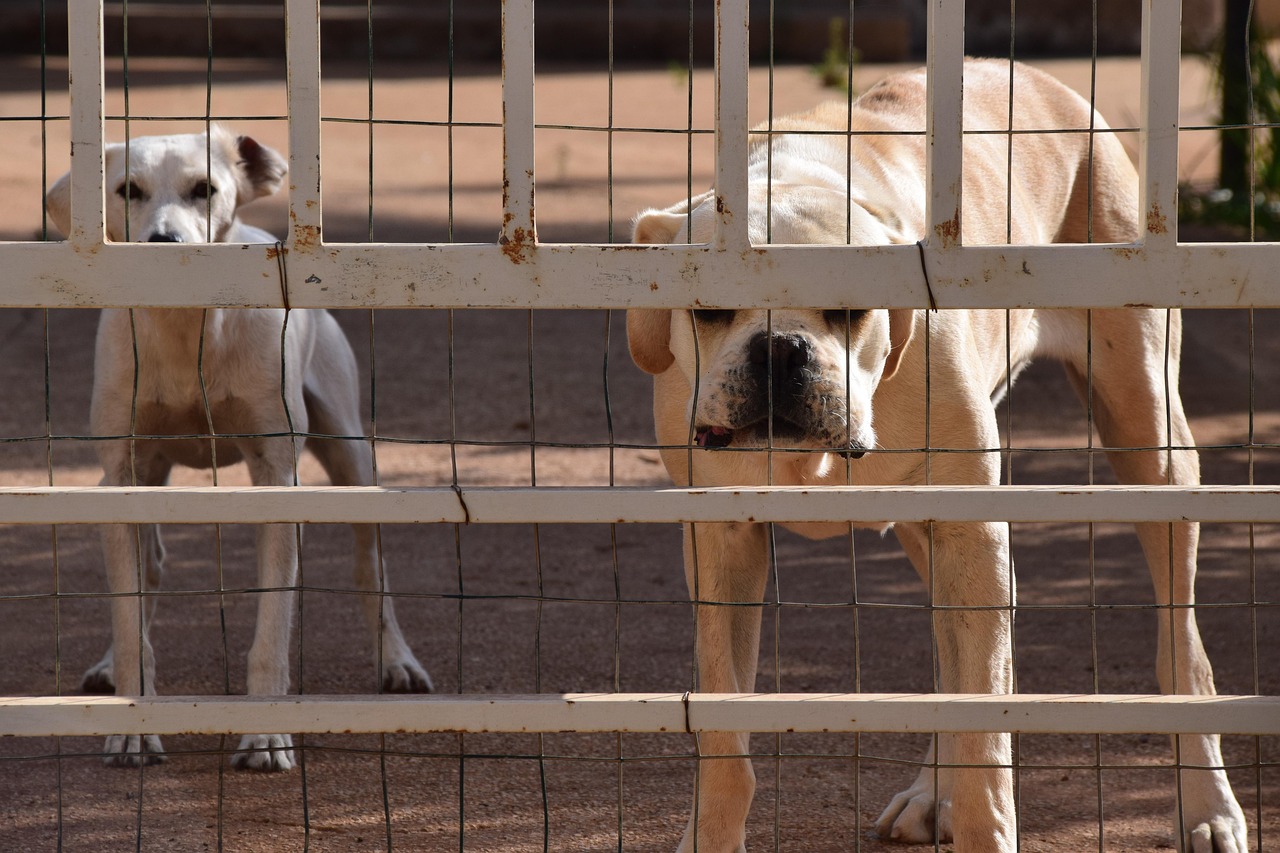 Dog Guard Cane Corso - Free photo on Pixabay