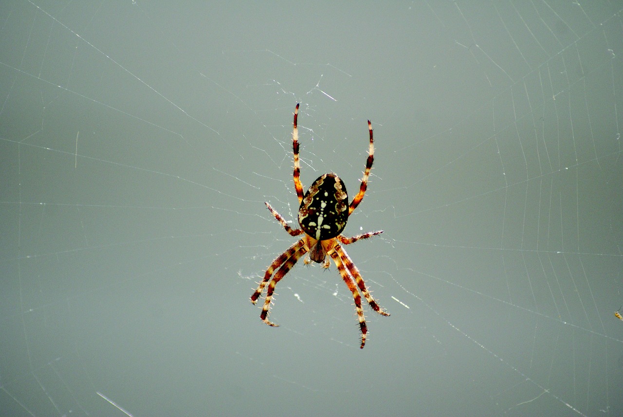 Spinne Spinnennetz Natur - Kostenloses Foto auf Pixabay - Pixabay