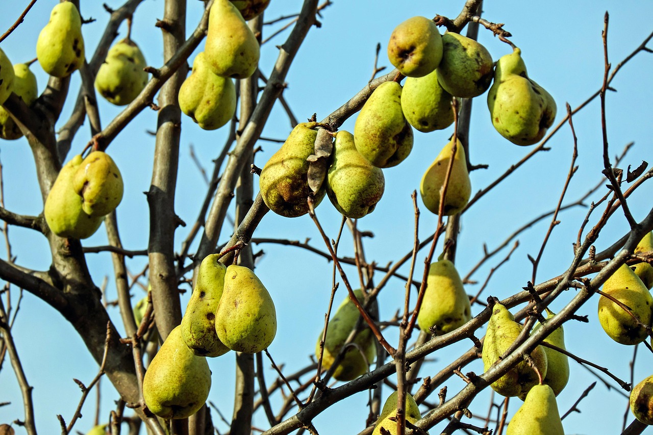 Peras Fruta Maduro - Foto gratis en Pixabay - Pixabay