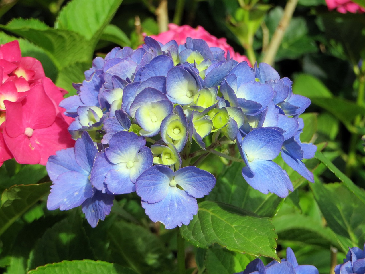 Hortensia Azul Hydrangea - Foto gratis en Pixabay - Pixabay