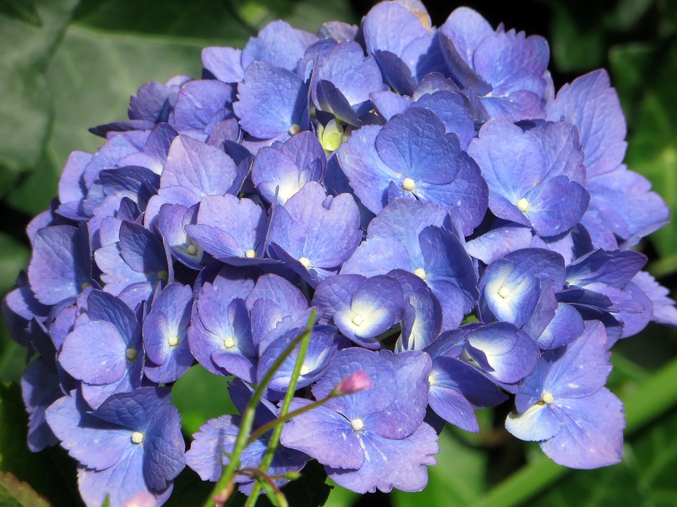 Hortensia Azul Hydrangea - Foto gratis en Pixabay - Pixabay