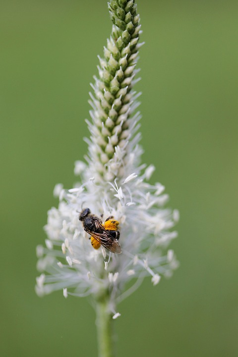 Insecte Banane Plantain Nature - Photo gratuite sur Pixabay - Pixabay