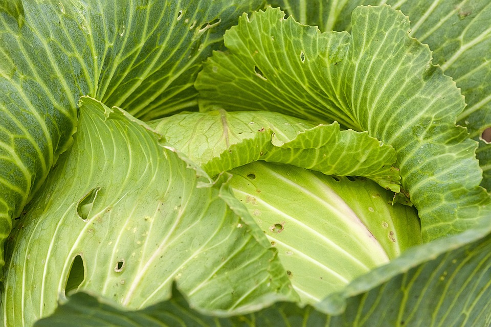 Kohl Frisch Kohlkopf - Kostenloses Foto auf Pixabay - Pixabay