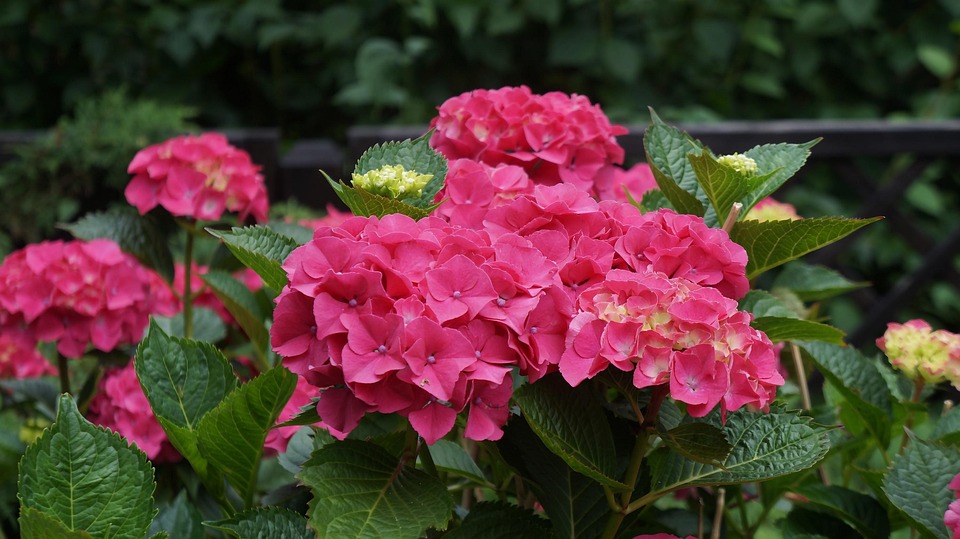 Hydrangea Pink Bunga-Bunga - Foto gratis di Pixabay - Pixabay