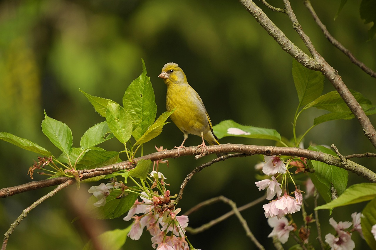 Bird Greenfinch Ornithology - Free photo on Pixabay - Pixabay