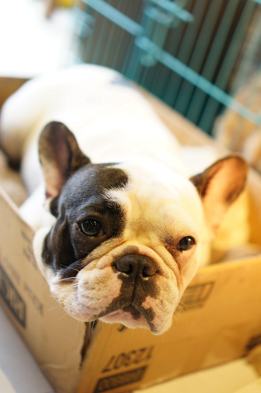 Bulldog Dog Box - Free photo on Pixabay - Pixabay