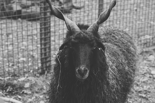 Domba Hitam Tanduk Kambing - Foto gratis di Pixabay - Pixabay