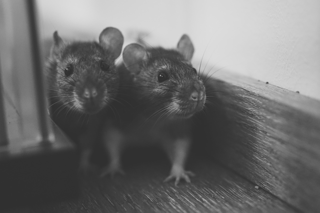 Ratas De Color Linda - Foto gratis en Pixabay - Pixabay