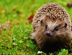 Igelkind Jungigel Igel - Kostenloses Foto auf Pixabay
