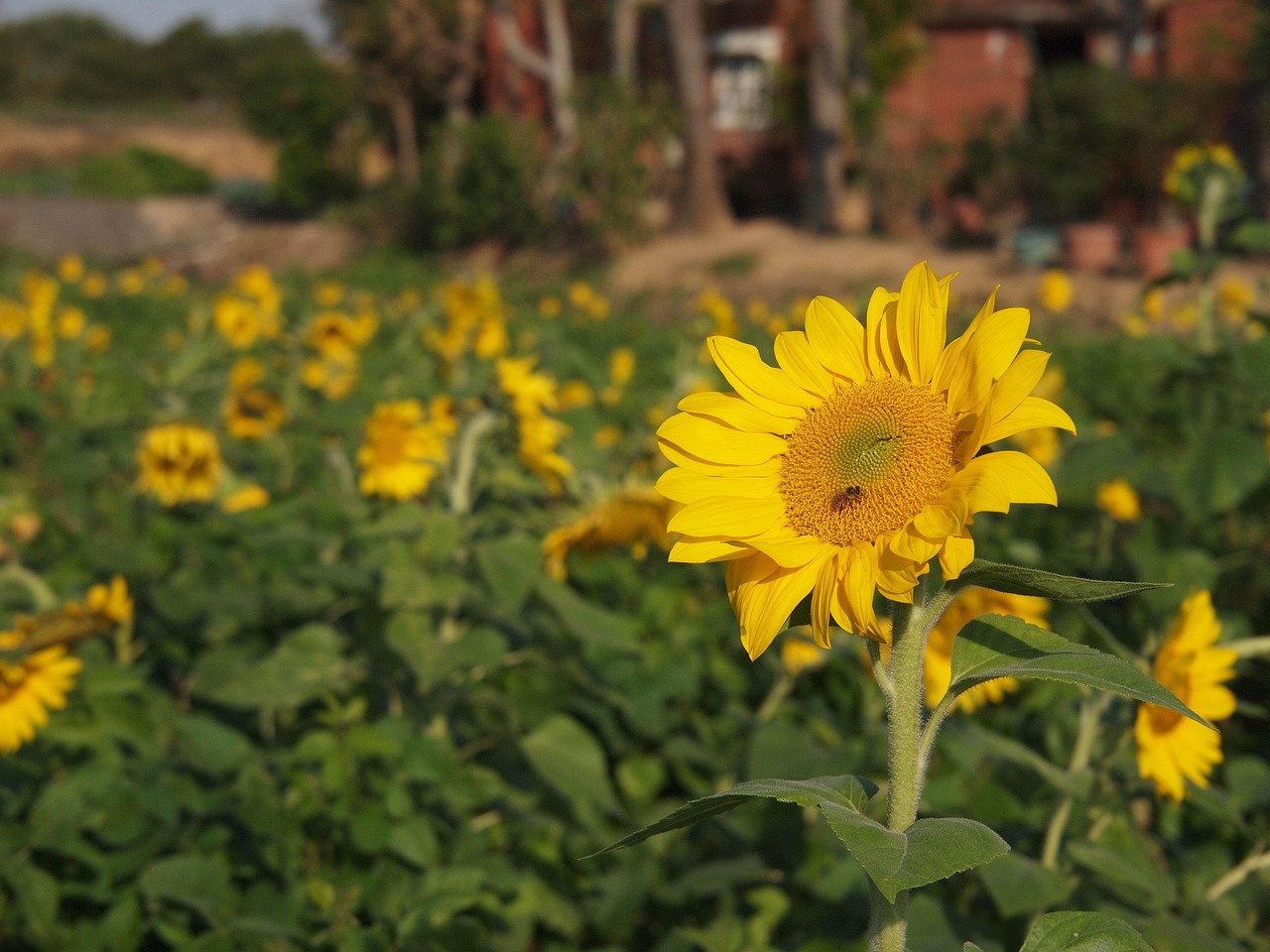 Bunga Matahari Kuning Peternakan - Foto gratis di Pixabay - Pixabay