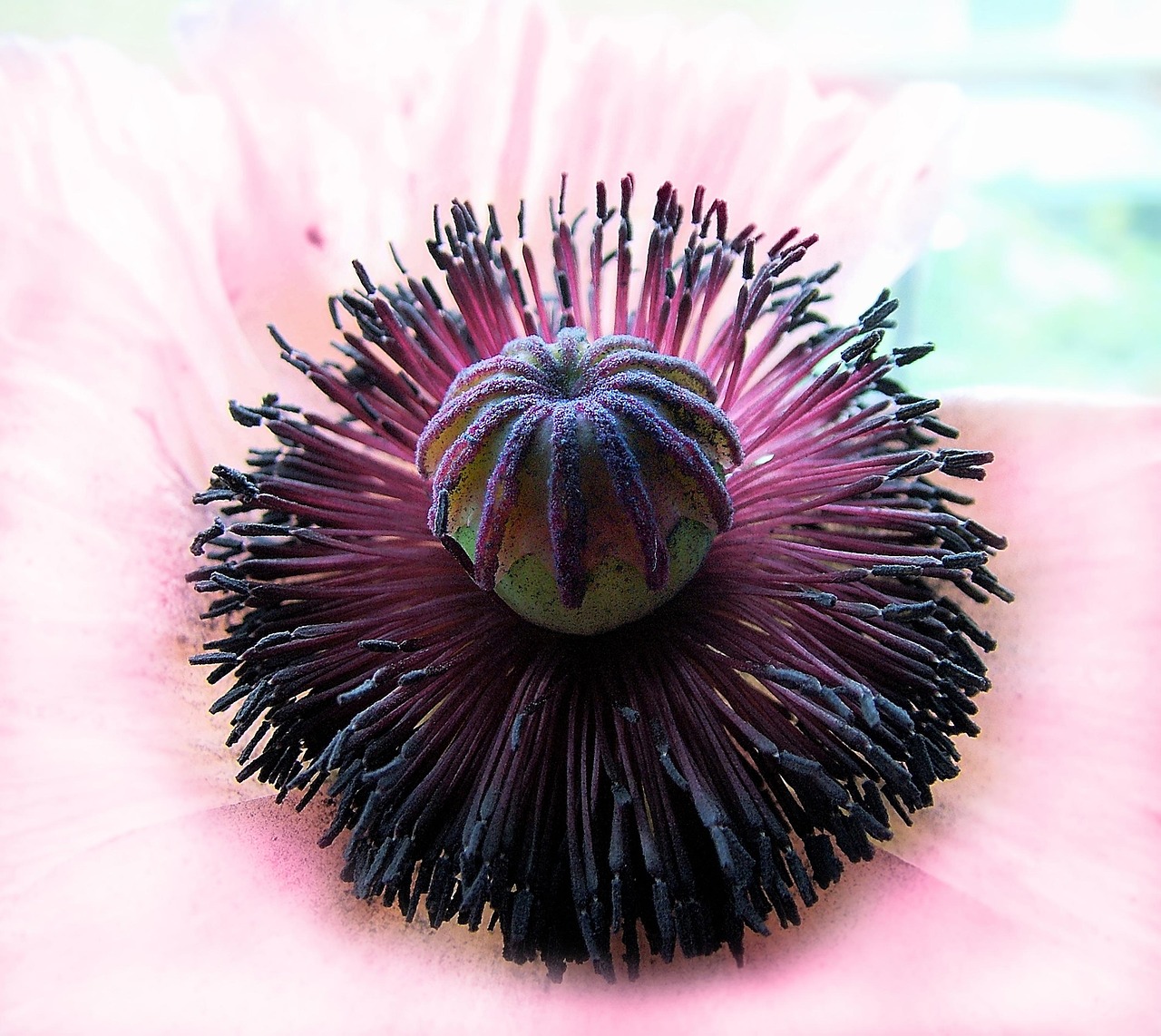 60+ Free Poppy Head & Poppy Images - Pixabay